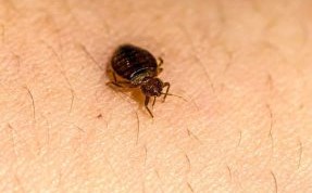 Bed Bugs Injury Lawyers in Florida | RTRLAW